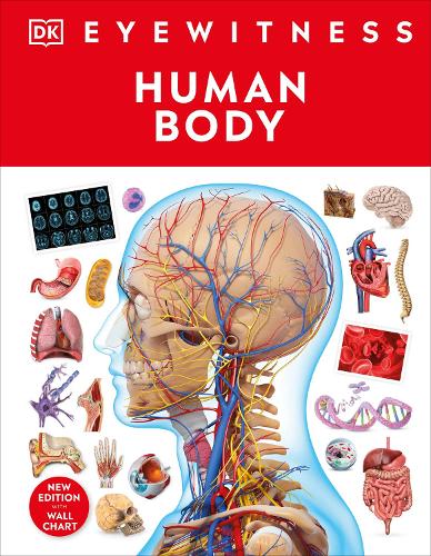 Human Body by DK | Waterstones