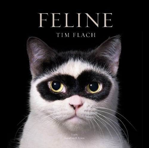Feline by Tim Flach, Jonathan Losos | Waterstones