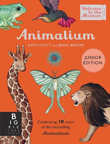 Animalium (Junior Edition) by Katie Scott Limited, Jenny Broom ...
