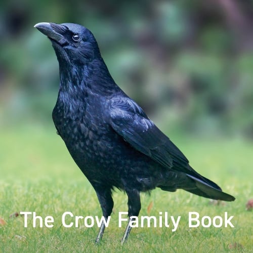 Nature Book Series: The Crow Family Book by Jane Russ | Waterstones