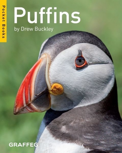 Puffins (Pocket Books) by Drew Buckley | Waterstones