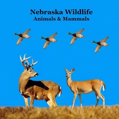 Nebraska Animals and Mammals Kids Wildlife Book by Kinsey Marie, Billy ...