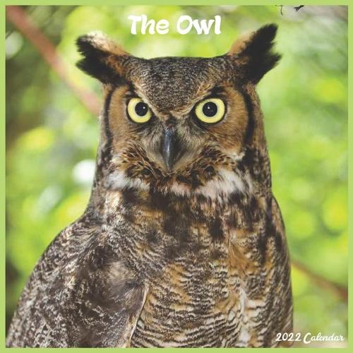 The Owl Calendar 2022 by Monthly Calendars 2022 | Waterstones