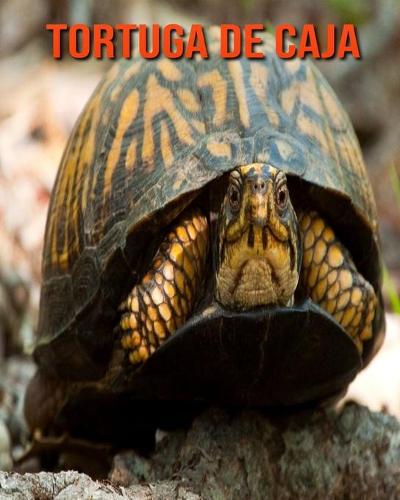 Tortuga de caja by Katie Mercer | Waterstones