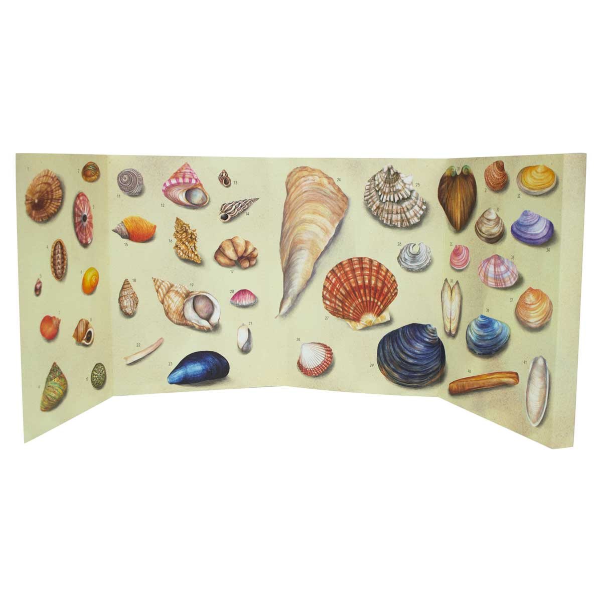 Shell Life on the Seashore by Philip Street | Waterstones