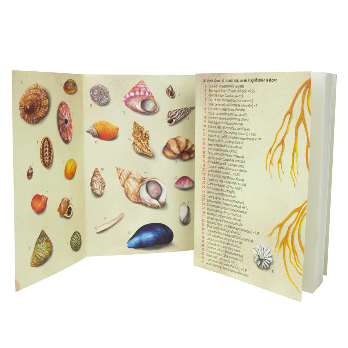 Shell Life on the Seashore by Philip Street | Waterstones