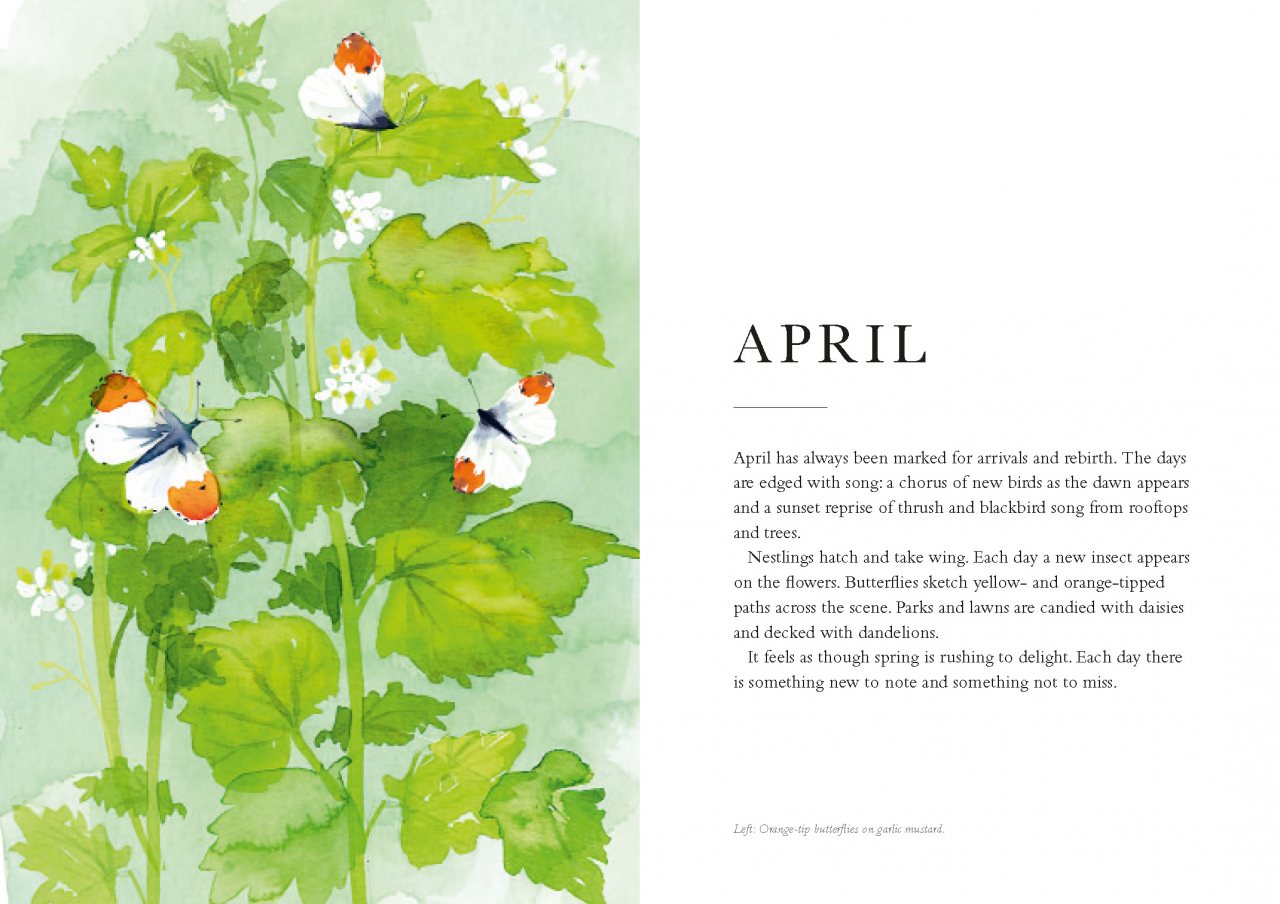 Every Day Nature by Andy Beer, National Trust Books | Waterstones