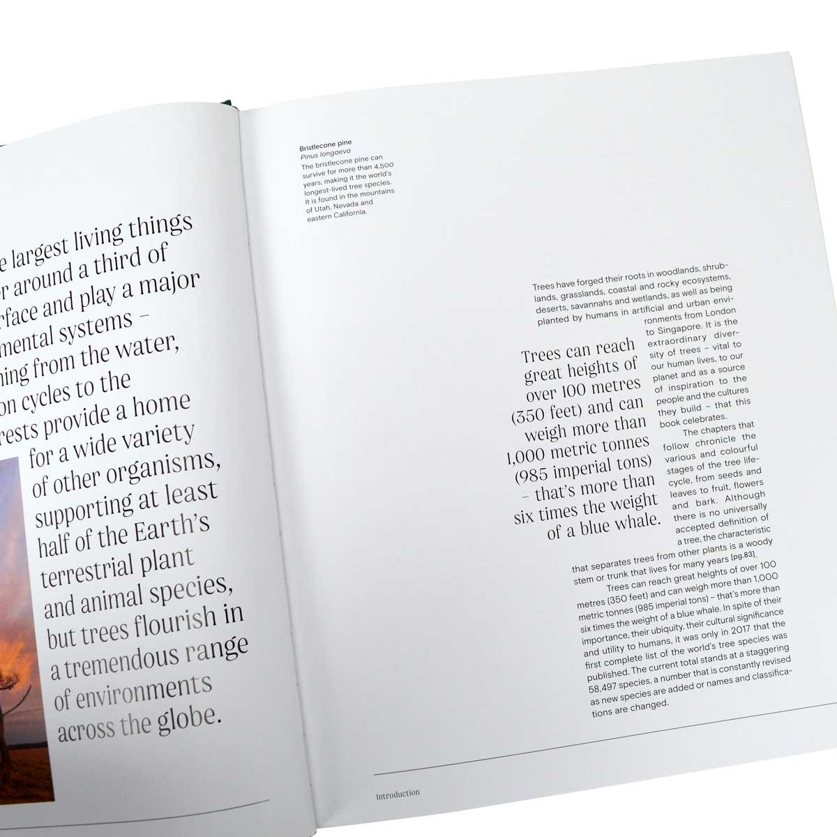 Trees: From Root to Leaf – A Financial Times Book of the Year by Paul ...