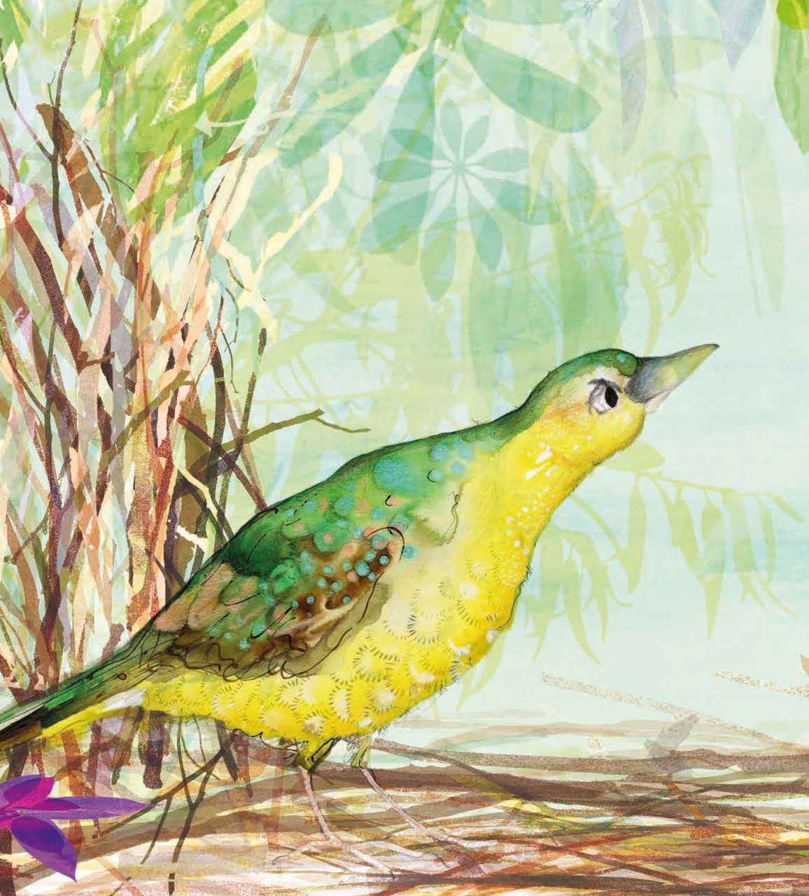 The Bowerbird by Julia Donaldson, Catherine Rayner | Waterstones