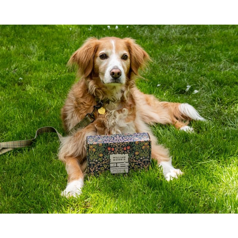 Dog Walker'S Kit | Waterstones