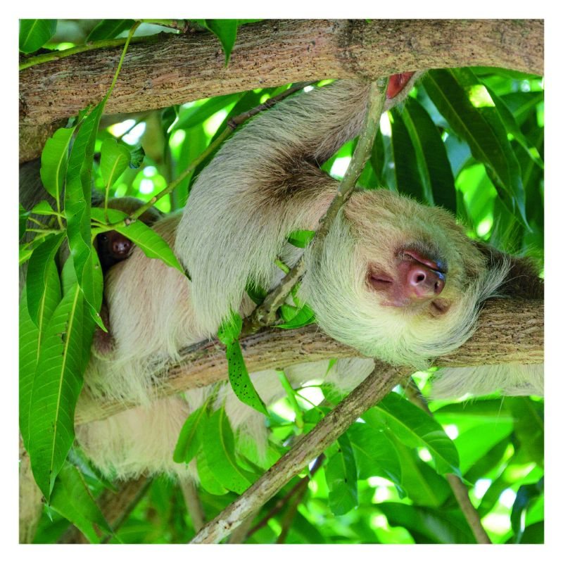 2024 Sloths Mini Wall Calendar | Waterstones