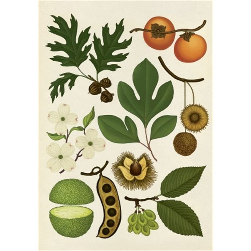 Arboretum Postcards by Katie Scott, Royal Botanic Gardens Kew PLG | Waterstones