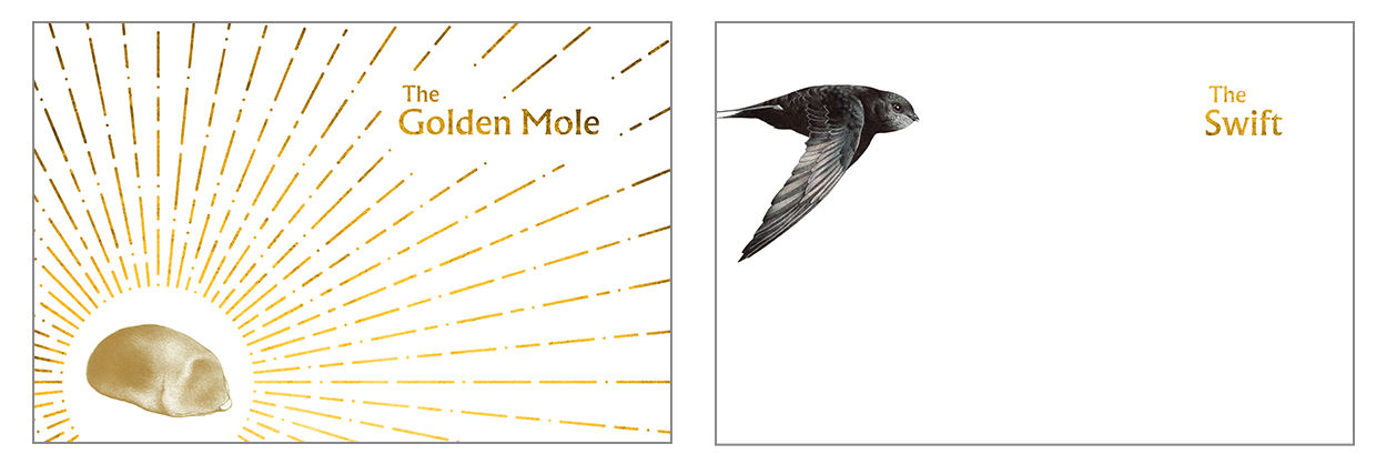 Introduction to The Golden Mole by Katherine Rundell | Waterstones.com Blog