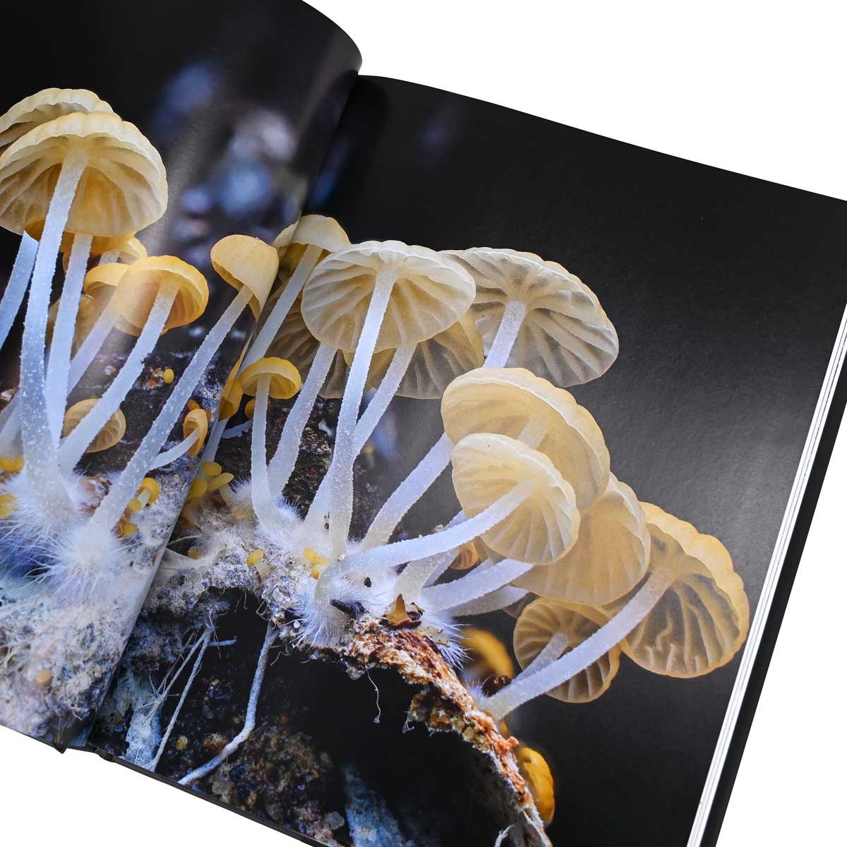 Entangled Life (The Illustrated Edition) by Merlin Sheldrake | Waterstones