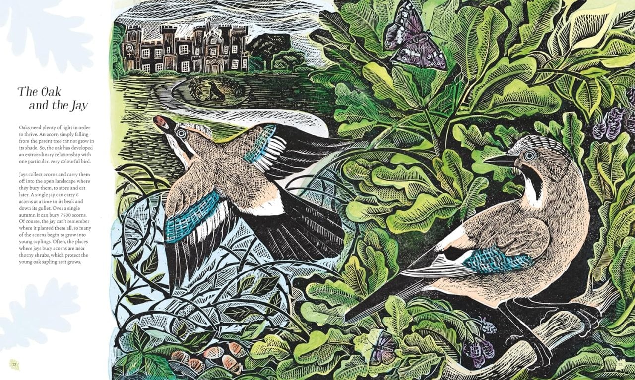 Wilding: How to Bring Wildlife Back - an Illustrated Guide by Isabella ...