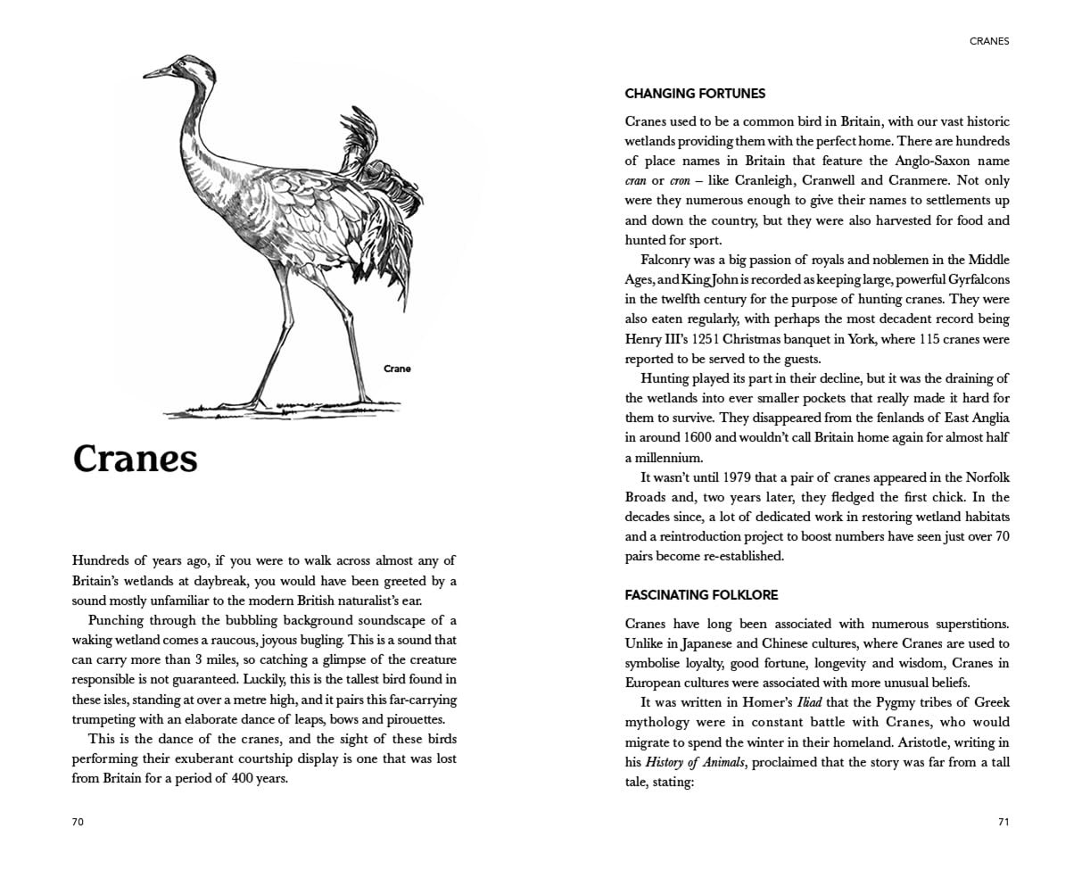 Springwatch: Birdtopia by Jack Baddams | Waterstones