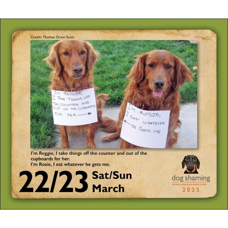2025 Dog Shaming Boxed Calendar by Pascale Lemire, dogshaming.com ...