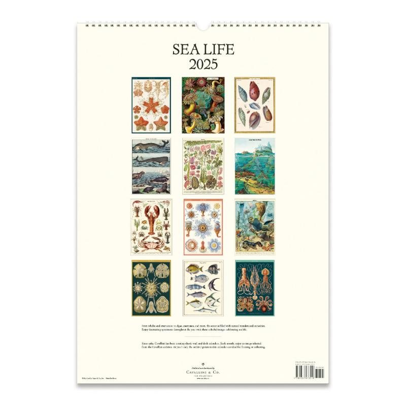 2025 Sealife A3 Wall Calendar | Waterstones
