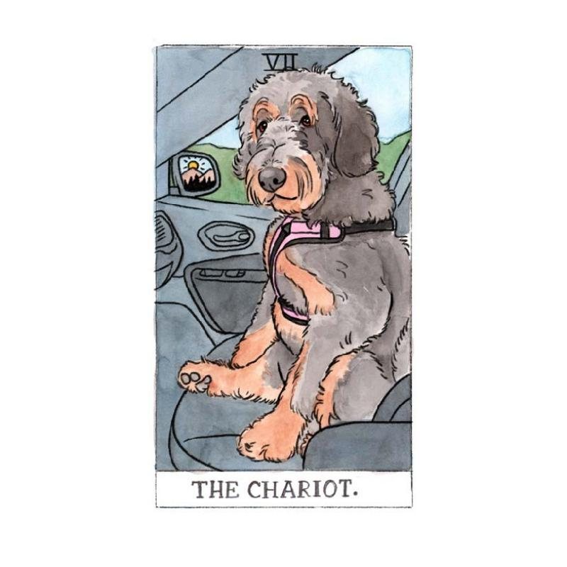 Dog Tarot by Megan Lynn Kott | Waterstones