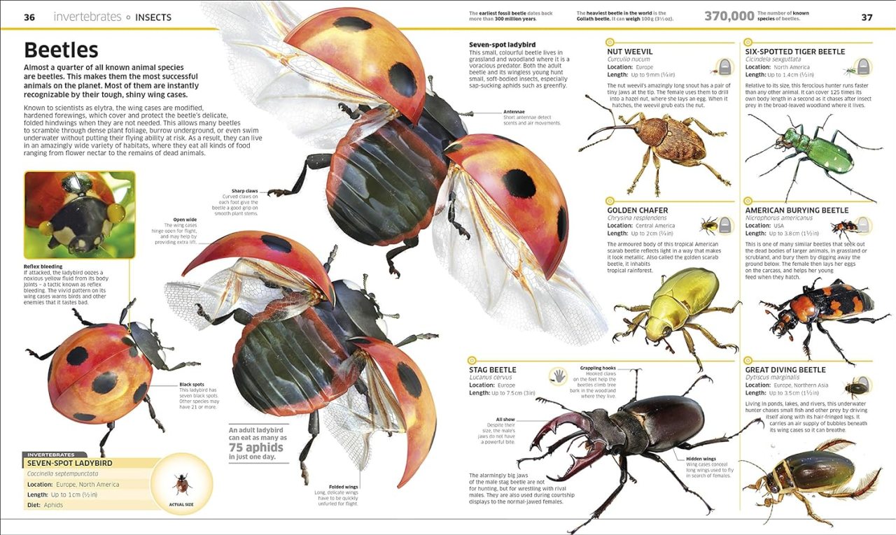 Knowledge Encyclopedia Animal! by DK, John Woodward | Waterstones