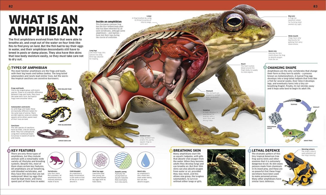 Knowledge Encyclopedia Animal! by DK, John Woodward | Waterstones