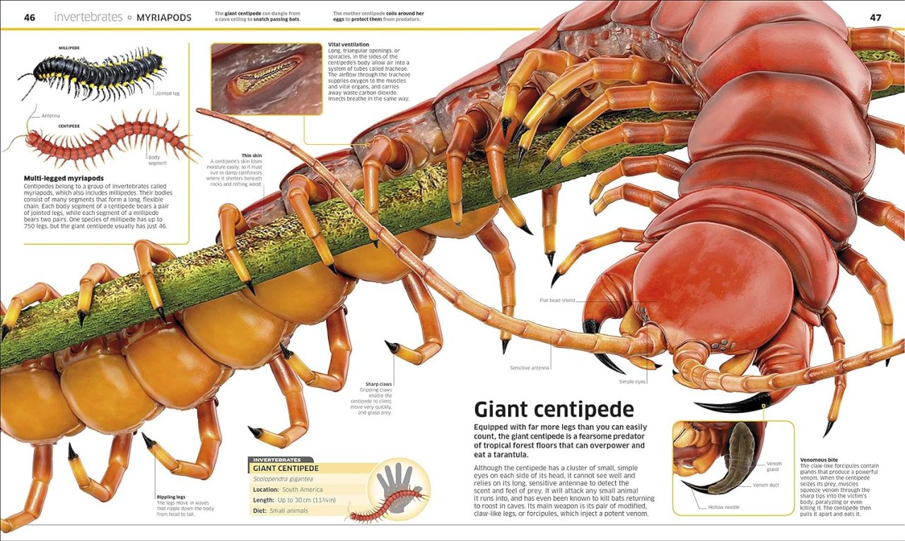 Knowledge Encyclopedia Animal! by DK, John Woodward | Waterstones