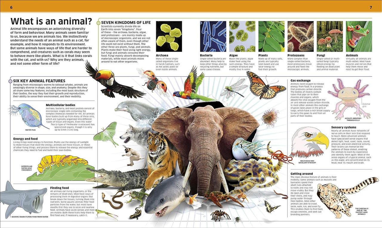 Knowledge Encyclopedia Animal! by DK, John Woodward | Waterstones
