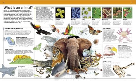 Knowledge Encyclopedia Animal! by DK, John Woodward | Waterstones