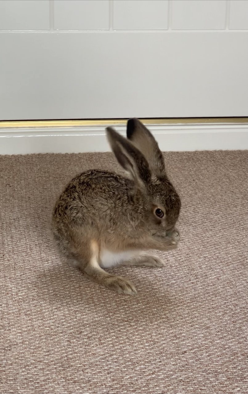 Raising Hare by Chloe Dalton | Waterstones