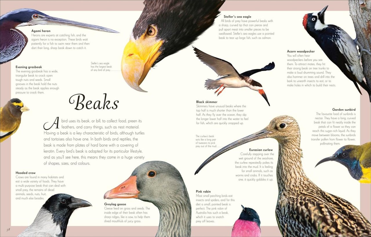 An Anthology of Exquisite Birds by Ben Hoare | Waterstones