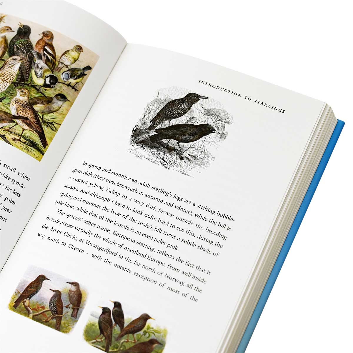 The Starling by Stephen Moss | Waterstones