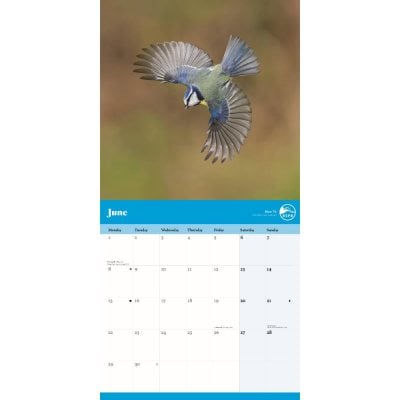 2026 Rspb Garden Birds Wall Calendar | Waterstones