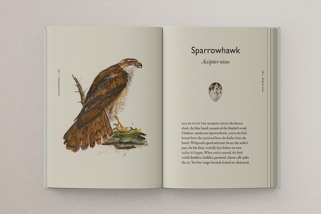 The Book of Birds by Robert Macfarlane, Jackie Morris | Waterstones