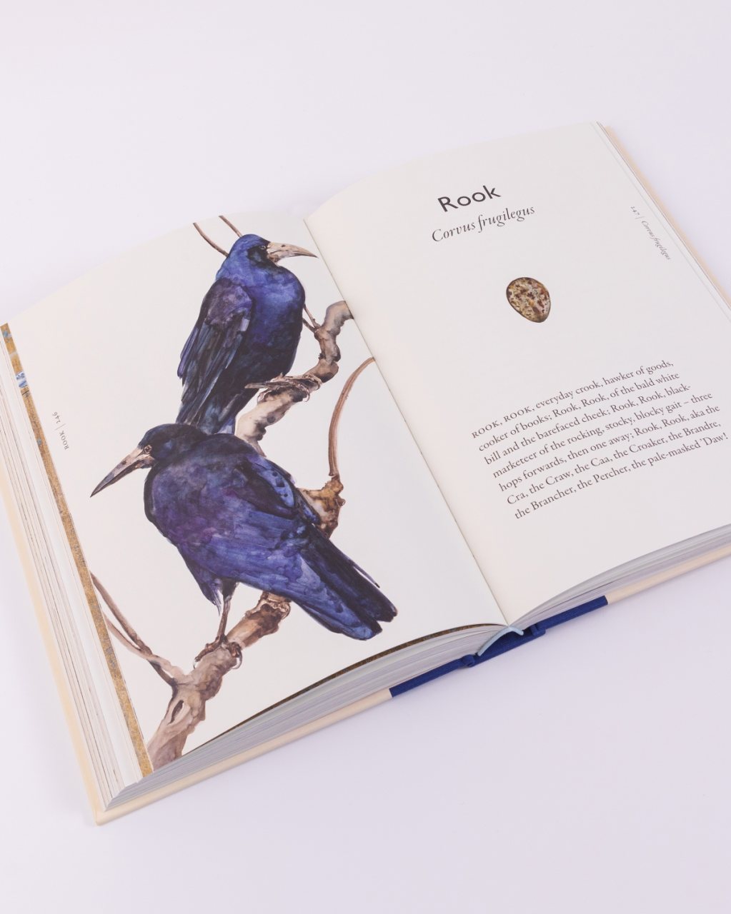 The Book of Birds by Robert Macfarlane, Jackie Morris | Waterstones