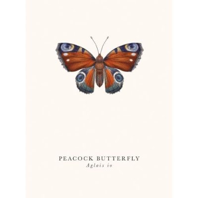 Peacock Butterfly Card | Waterstones
