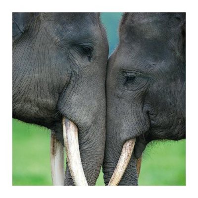 Asian Elephants Greeting Card | Waterstones