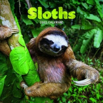 2025 Sloths Mini Wall Calendar | Waterstones