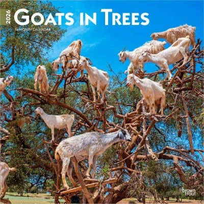 2026 Goats In Trees Wall Calendar | Waterstones